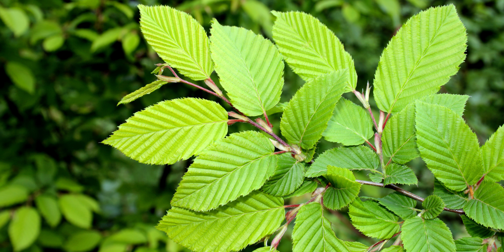 Ulmus Rubra For Vaginal Dryness